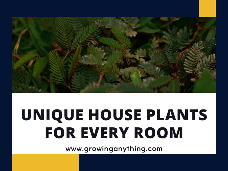33 Unique House Plants For Every Room 2024