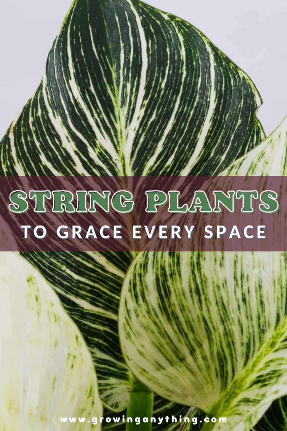 37 Variegated Indoor Plants With Patterns To Get