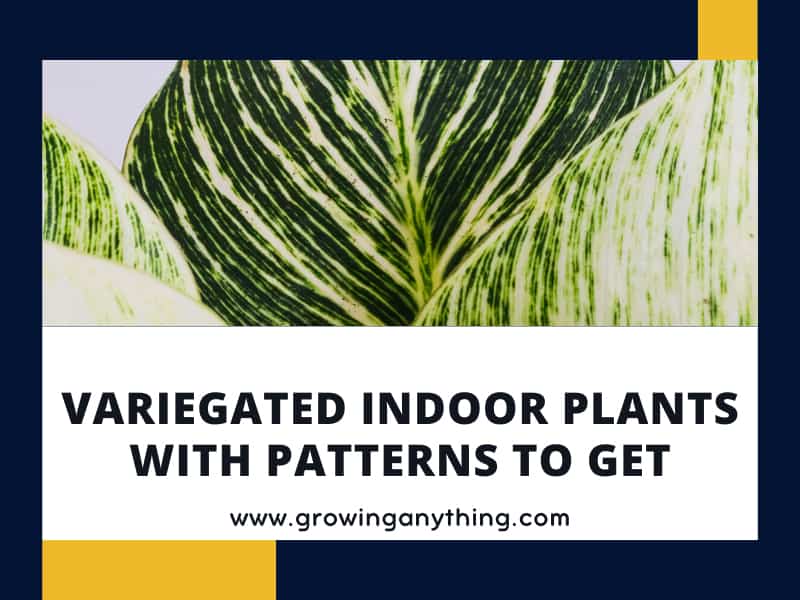 37 Variegated Indoor Plants With Patterns To Get