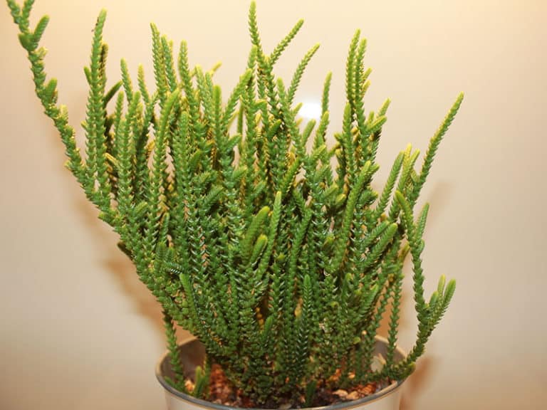 18 String Plants To Grace Every Space