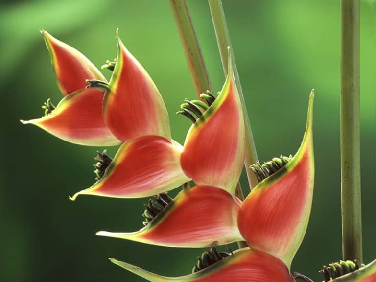 31 Hawaii Flower Names That You Will Never Forget 2024