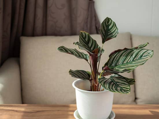 40 Breathtaking Calathea Types With Images & Growing Tips 2024