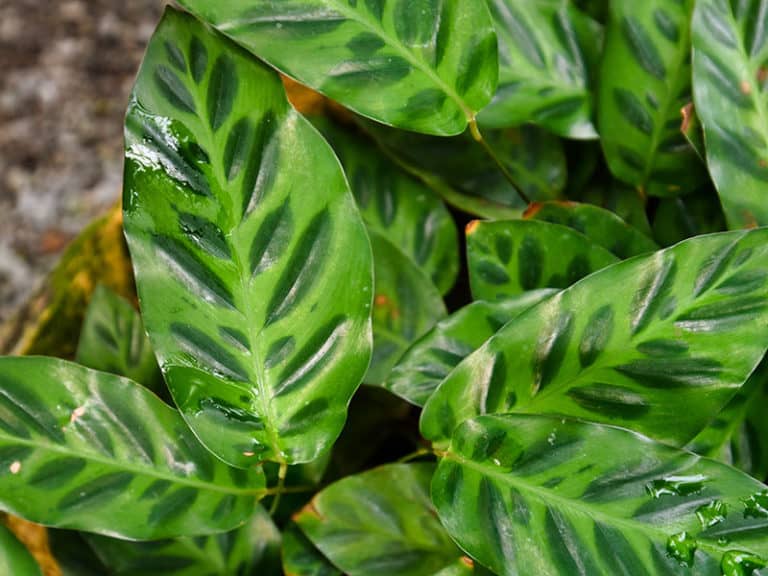 40 Breathtaking Calathea Types With Images & Growing Tips 2024
