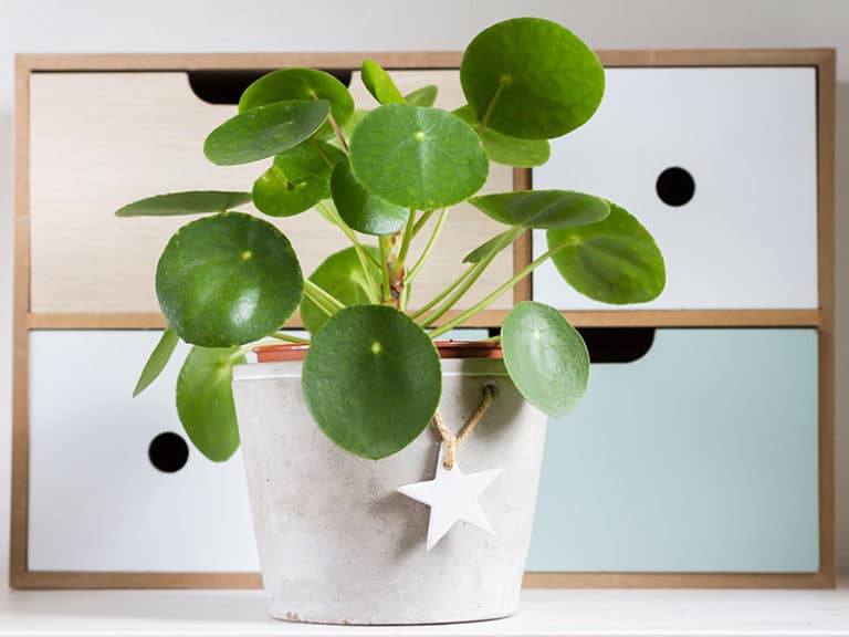 Best 20 Pilea Types You Can Grow At Home 2024