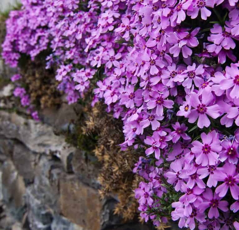 The 20 Most Beautiful Flowering Ground Cover Plants For Your Backyard
