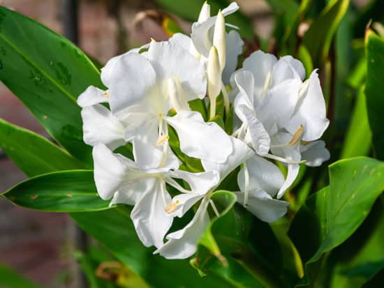 35 Most Fragrant Flowers With Sweet and Unique Aromas