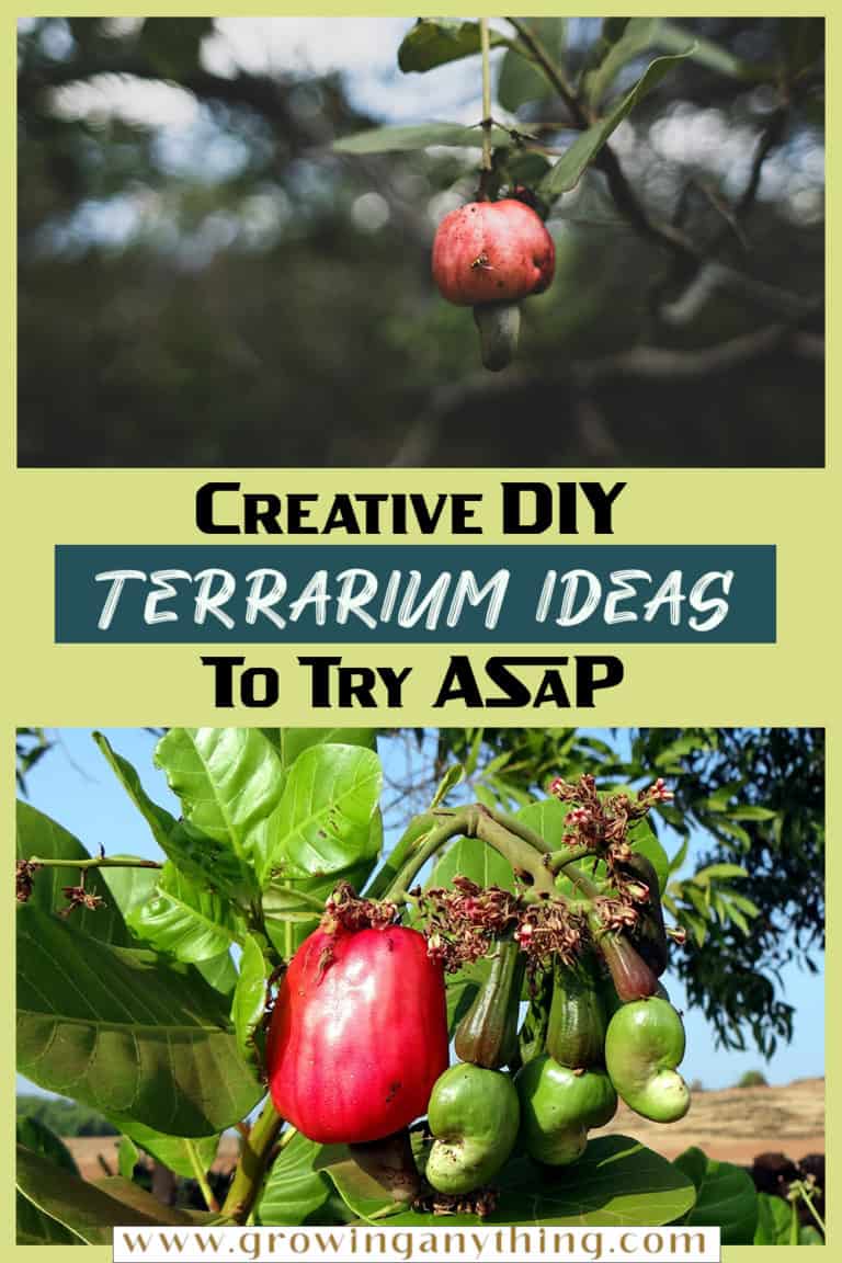 How To Grow A Cashew Tree: Guide For The Best Fruits and Nuts