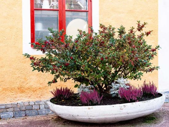 45 Best Shrubs For Containers For Every Outdoor Setting 2024