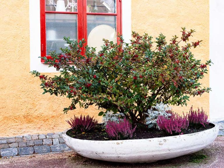 45 Best Shrubs For Containers For Every Outdoor Setting 2024