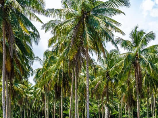 16 Exotic and Rare Difference Types of Coconuts 2024