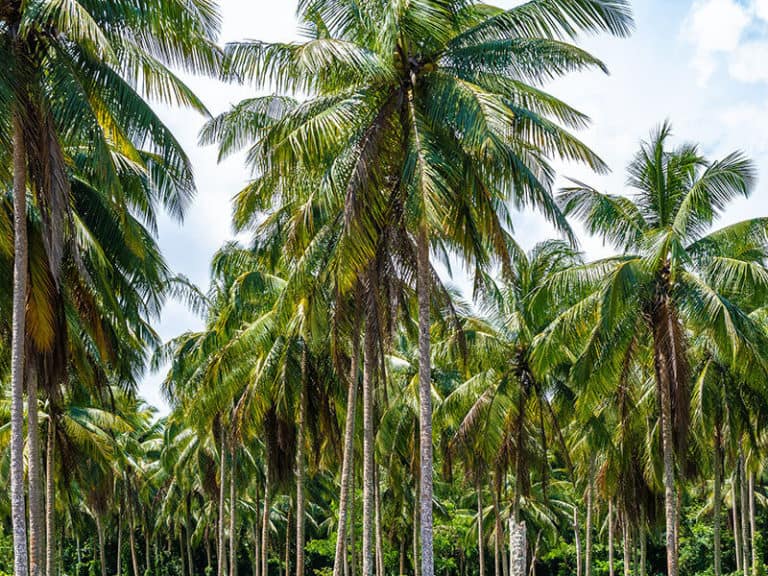 16 Exotic And Rare Types of Coconuts 2022