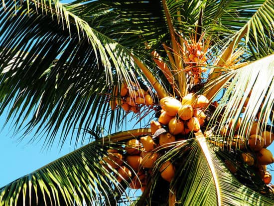 16 Exotic and Rare Difference Types of Coconuts 2024