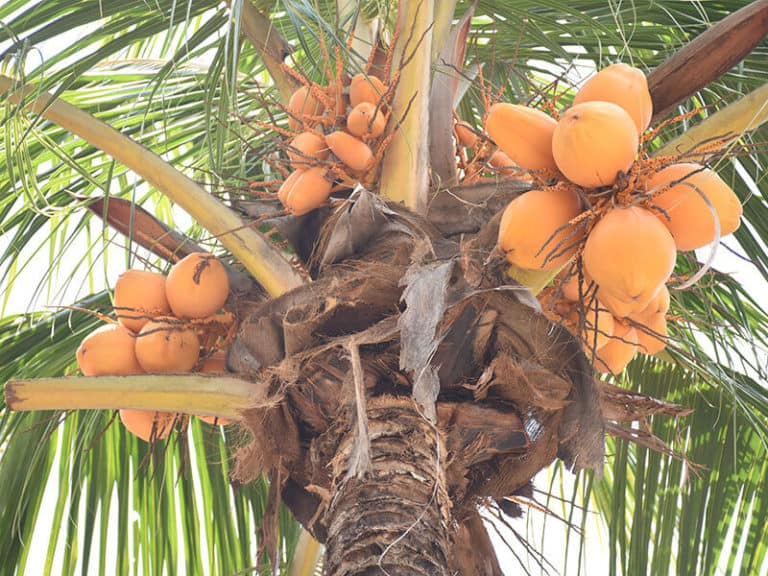 16 Exotic and Rare Difference Types of Coconuts 2024