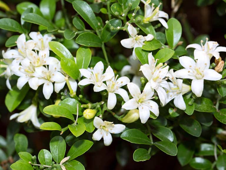 35 Most Fragrant Flowers With Sweet And Unique Aromas