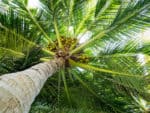 16 Exotic And Rare Types of Coconuts 2022