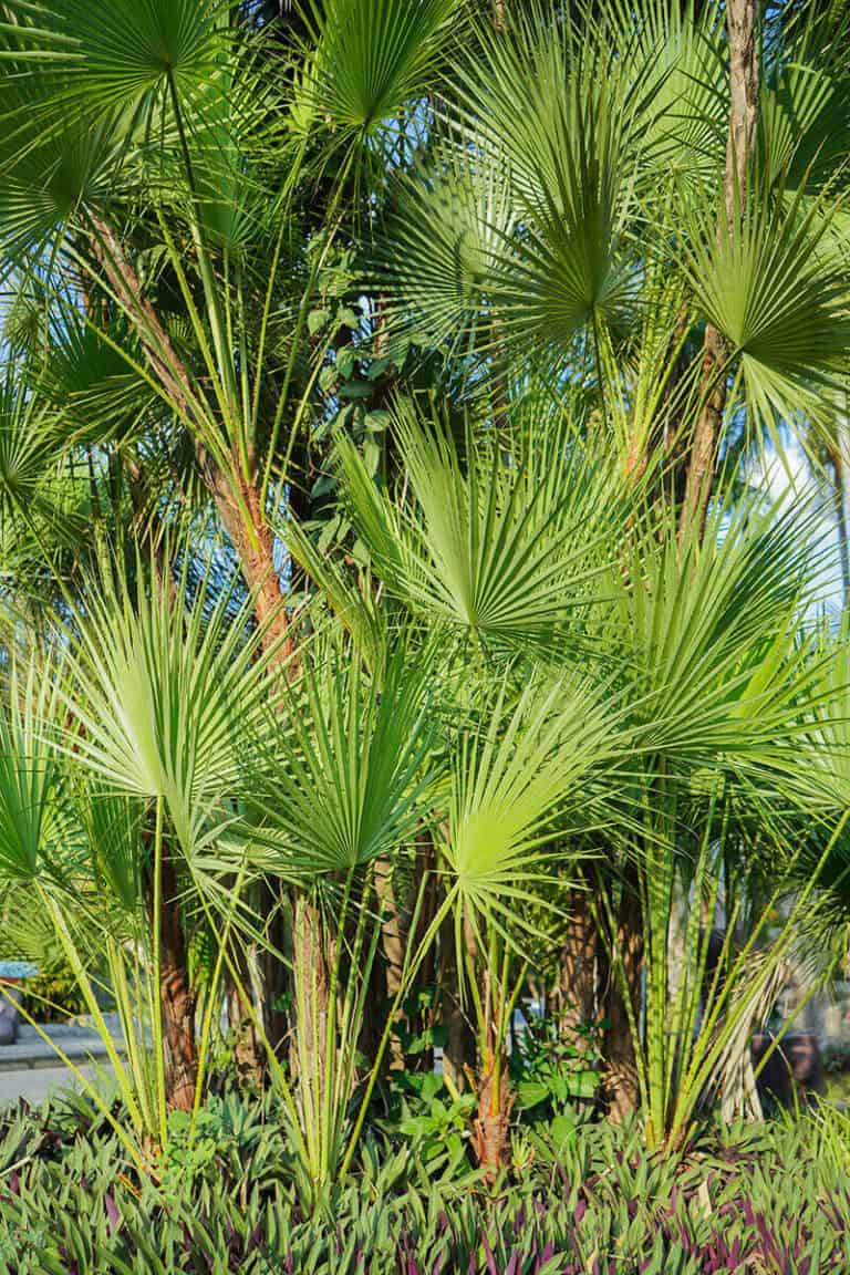 81 Palm Plants Outdoor: The Most Comprehensive List Ever