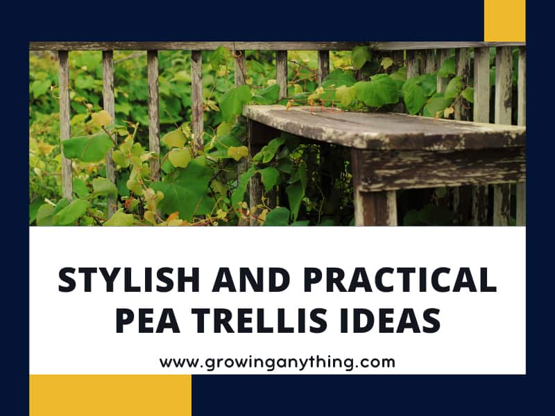 16 Stylish and Practical Pea Trellis Ideas 2024