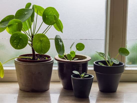 Best 20 Pilea Types You Can Grow At Home 2024