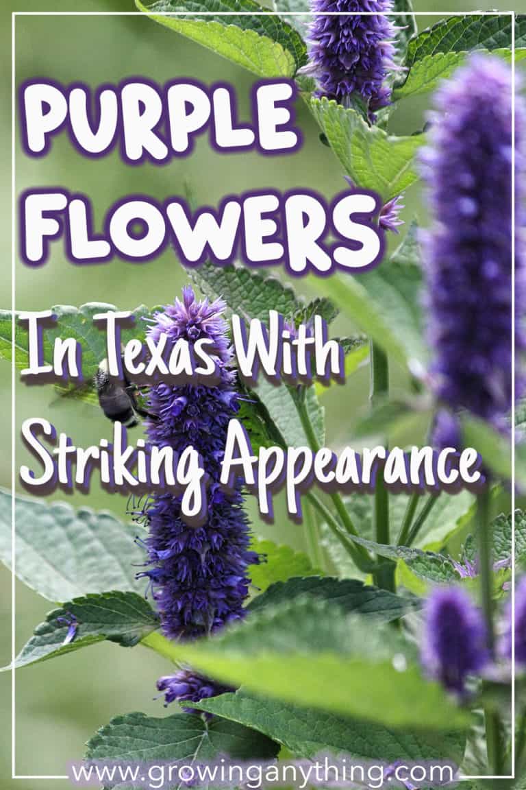 17 Purple Flowers In Texas With Striking Appearance 2024