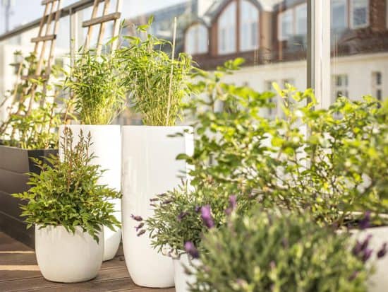 30 Balcony Privacy Plants For Intimacy and Style 2024