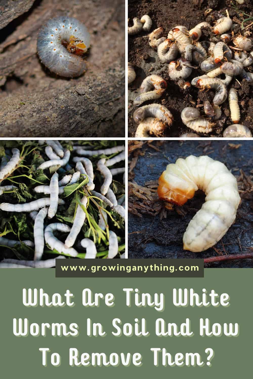 What Are Tiny White Worms In Soil and How To Remove Them?