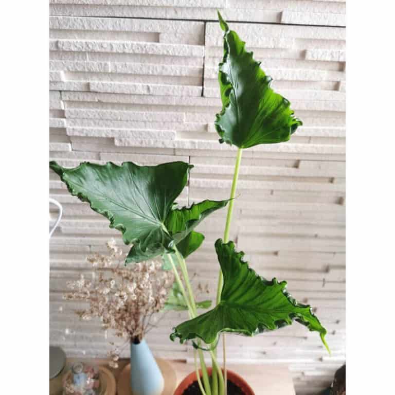 22 Decorative Alocasia Types That Thrives Indoors 2024