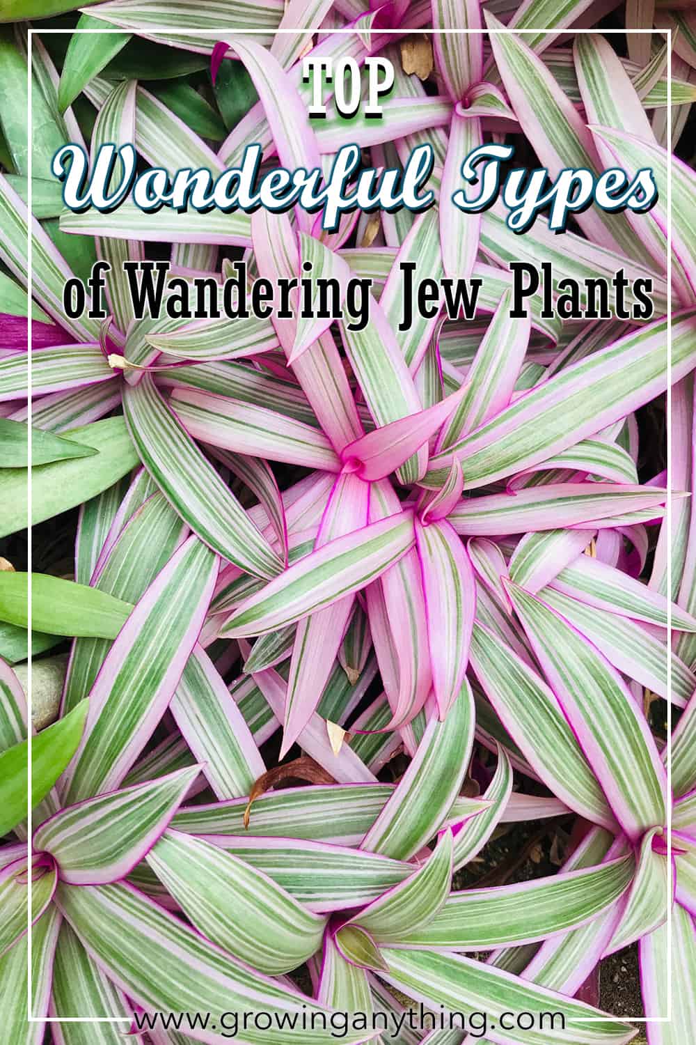 Top 10 Wonderful Difference Types of Wandering Jew Plants
