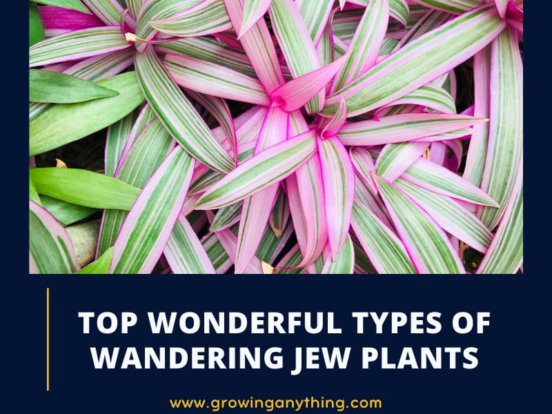 Top 10 Wonderful Difference Types of Wandering Jew Plants