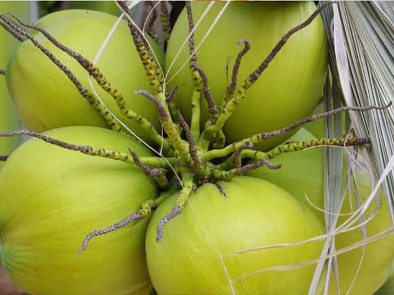 16 Exotic and Rare Difference Types of Coconuts 2024