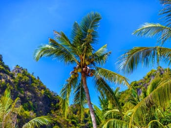 16 Exotic And Rare Types of Coconuts 2023