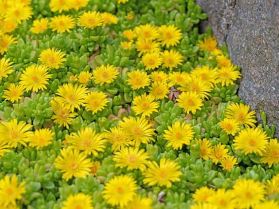 The 20 Most Beautiful Flowering Ground Cover Plants For Your Backyard
