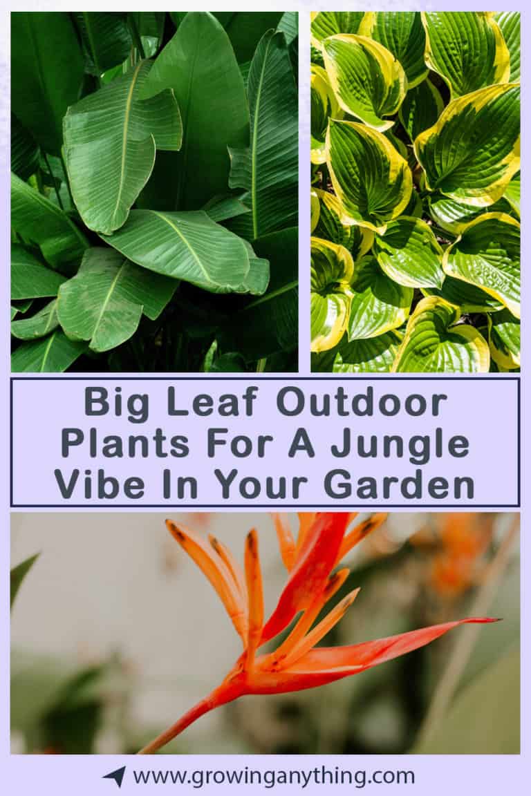 30 Big Leaf Outdoor Plants For A Jungle Vibe In Your Garden 2024