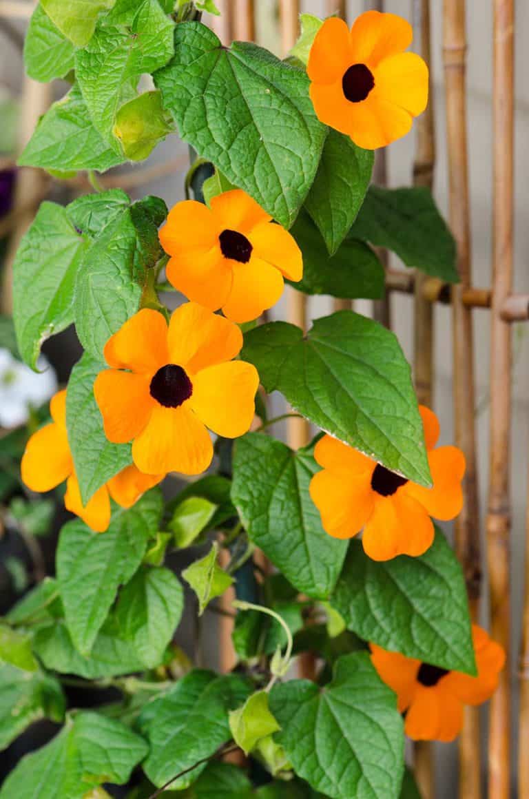 25 Climbing Plants For Pots For Spectacular Greenery Displays