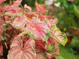 45 Caladium Varieties - The Selection Of The Most Beautiful Foliage In ...
