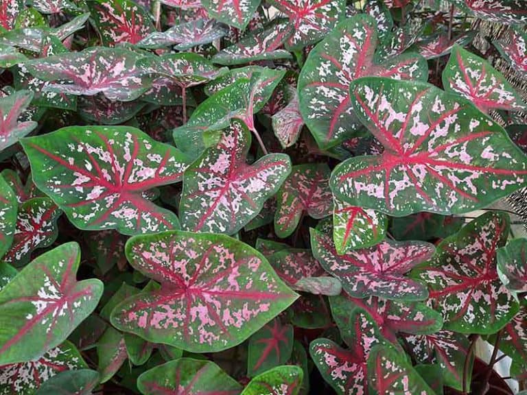45 Caladium Varieties - The Selection Of The Most Beautiful Foliage In ...