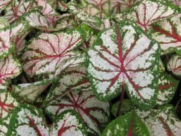 45 Caladium Varieties - The Selection Of The Most Beautiful Foliage In ...