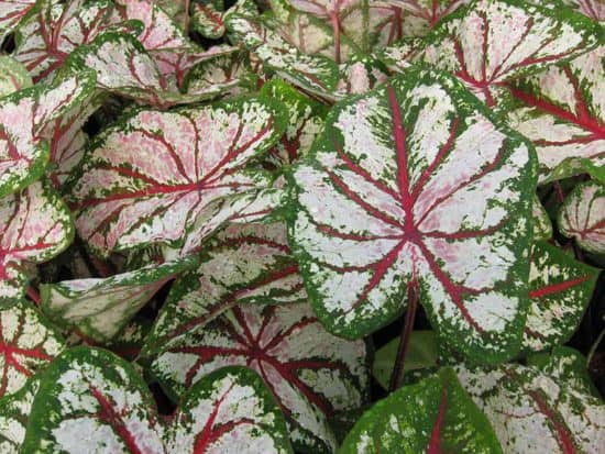 45 Caladium Varieties - The Selection Of The Most Beautiful Foliage In ...