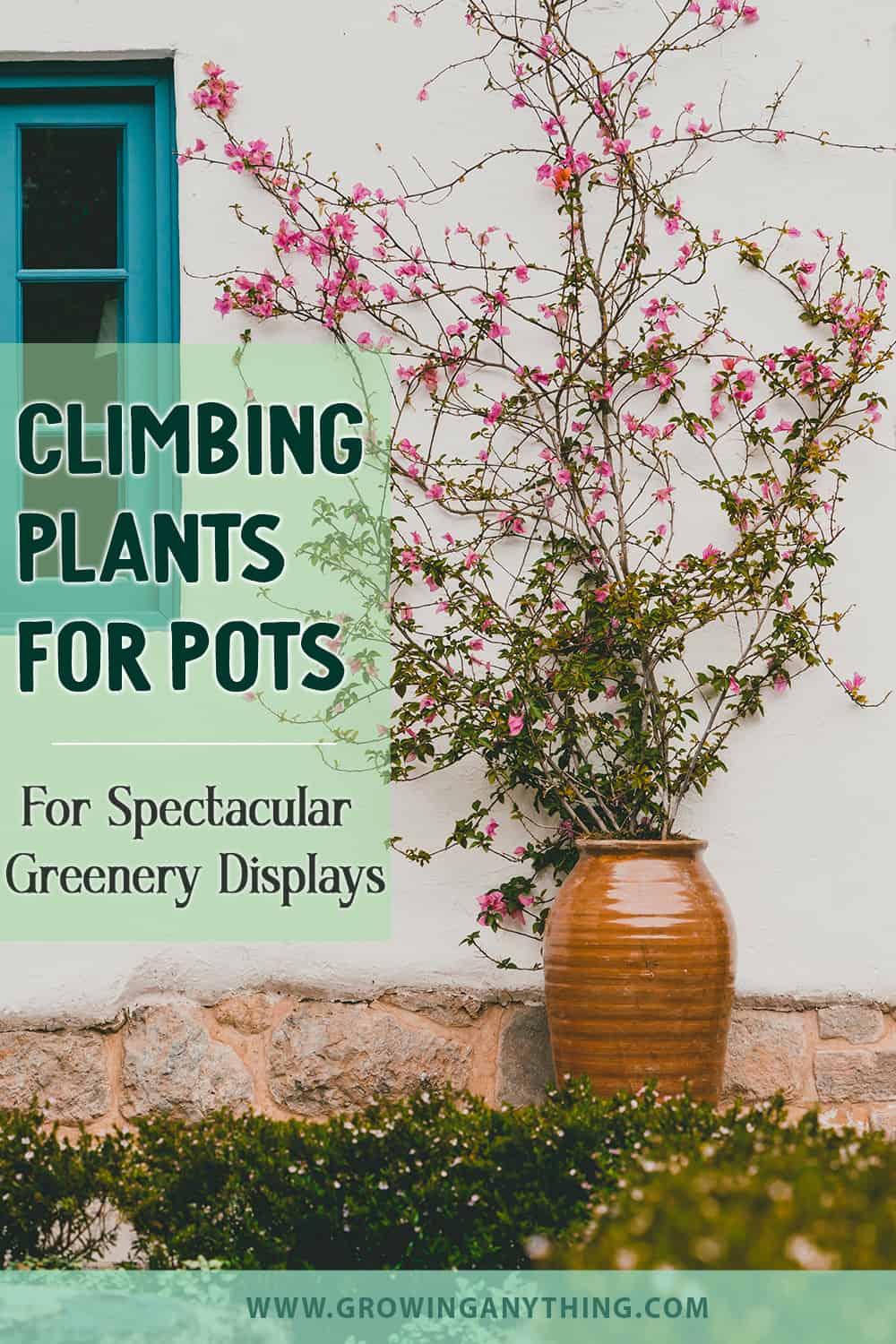 25 Climbing Plants For Pots For Spectacular Greenery Displays