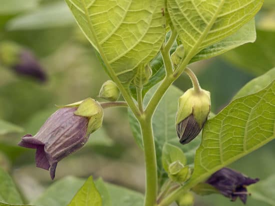 13 Magical Plants You Won't Believe They Exist