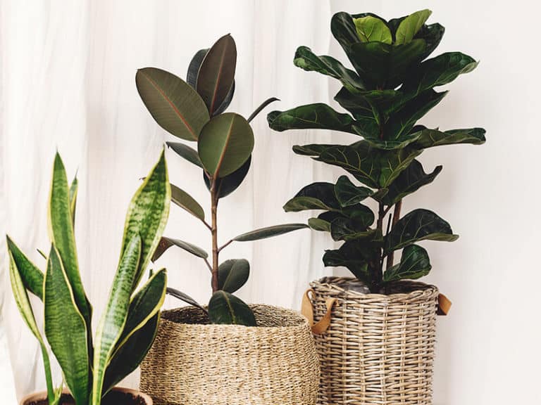 Top 10 Indoor Ficus Plants: Complete Ficus Home Guide