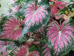 45 Caladium Varieties - The Selection Of The Most Beautiful Foliage In ...