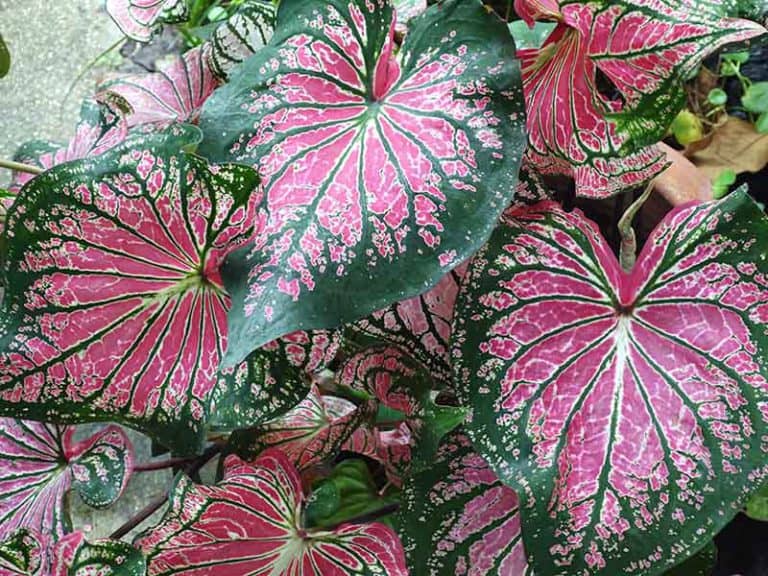 45 Caladium Varieties - The Selection Of The Most Beautiful Foliage In ...