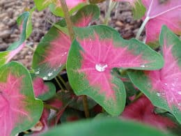 45 Caladium Varieties - The Selection Of The Most Beautiful Foliage In ...