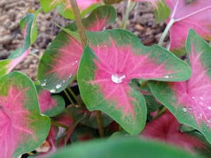 45 Caladium Varieties - The Selection Of The Most Beautiful Foliage In ...
