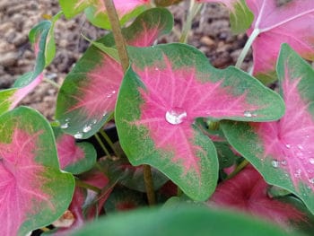 45 Caladium Varieties - The Selection Of The Most Beautiful Foliage In ...