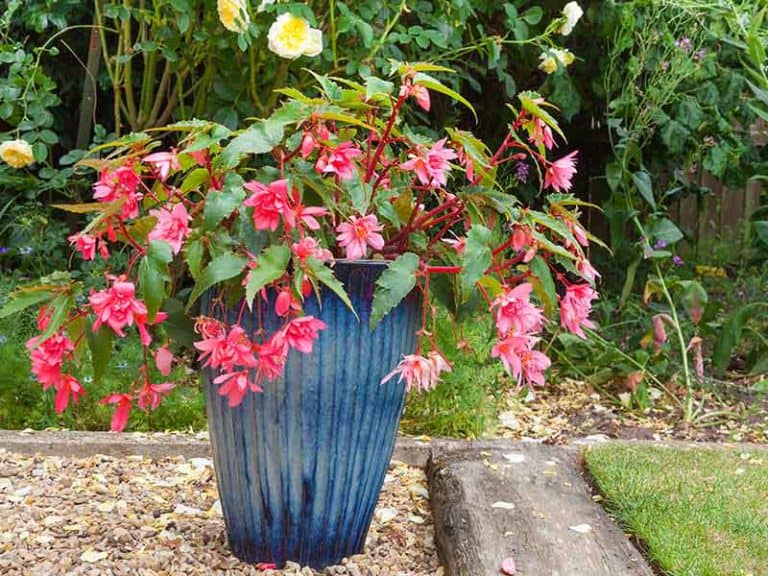 25 Climbing Plants For Pots For Spectacular Greenery Displays