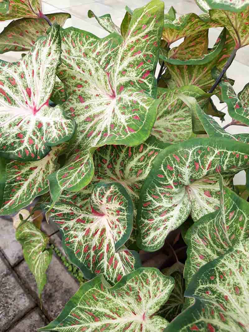 45 Caladium Varieties - The Selection Of The Most Beautiful Foliage In ...