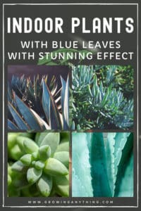 22 Indoor Plants With Blue Leaves With Stunning Effect