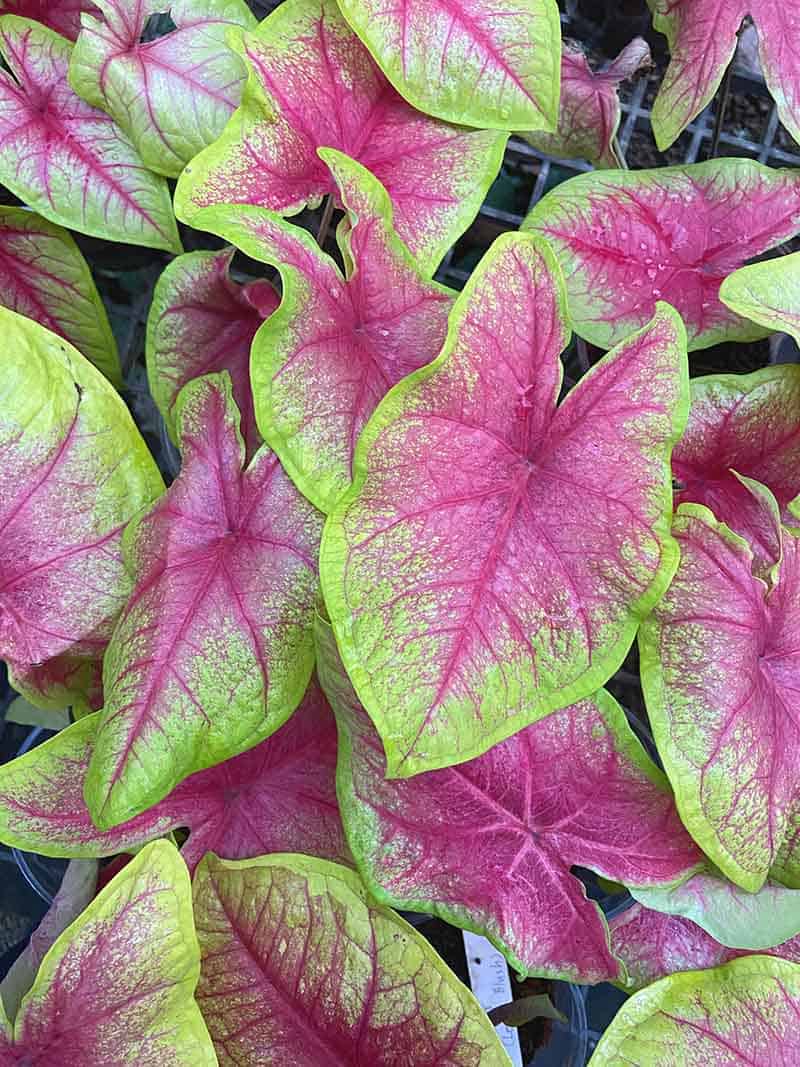 45 Caladium Varieties - The Selection Of The Most Beautiful Foliage In ...