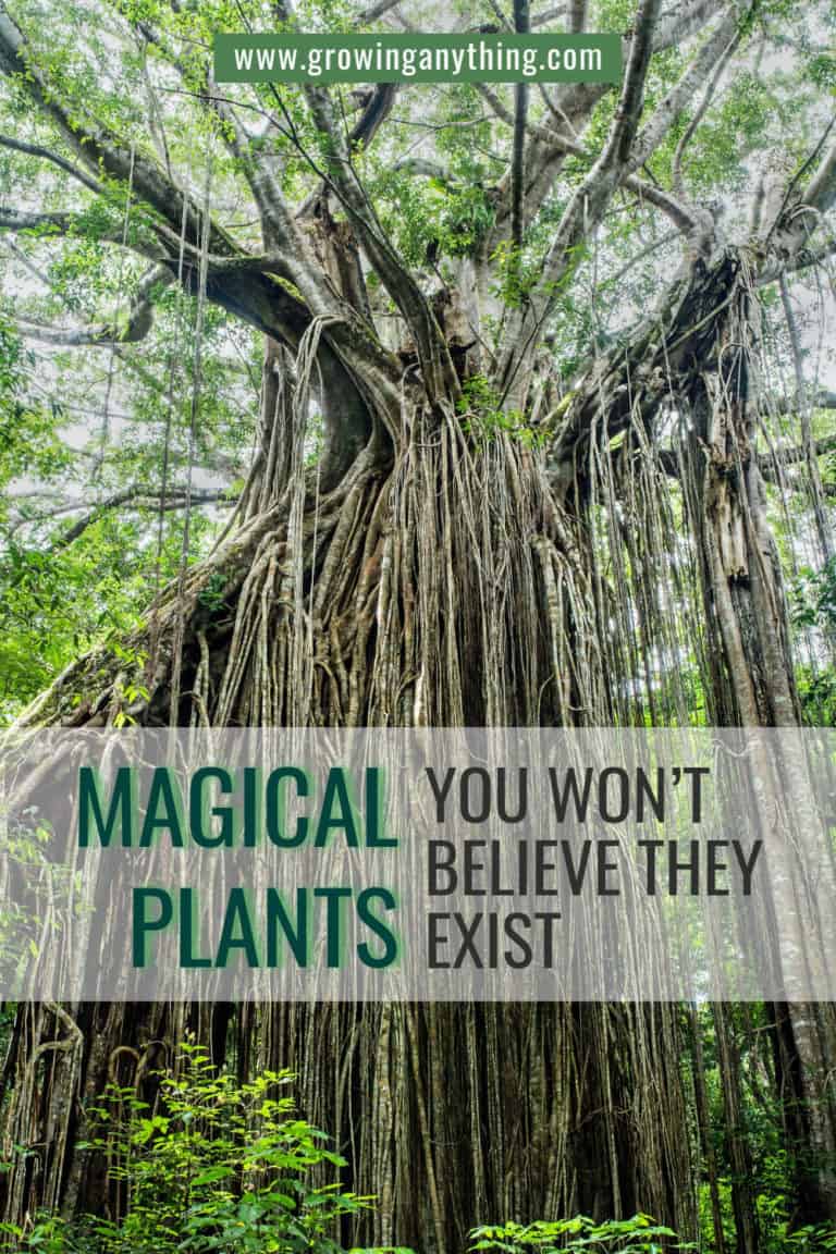 13 Magical Plants You Won't Believe They Exist
